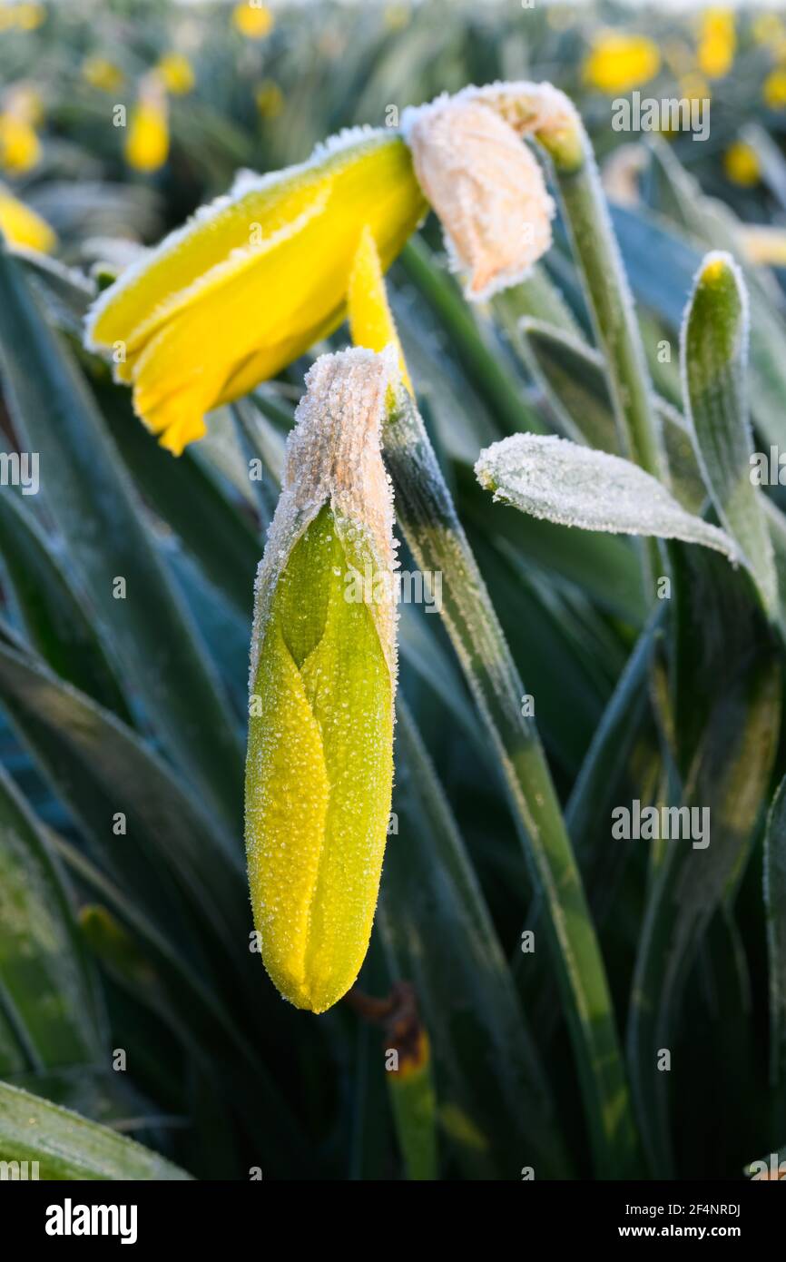 Frosty flower heads hi-res stock photography and images - Alamy