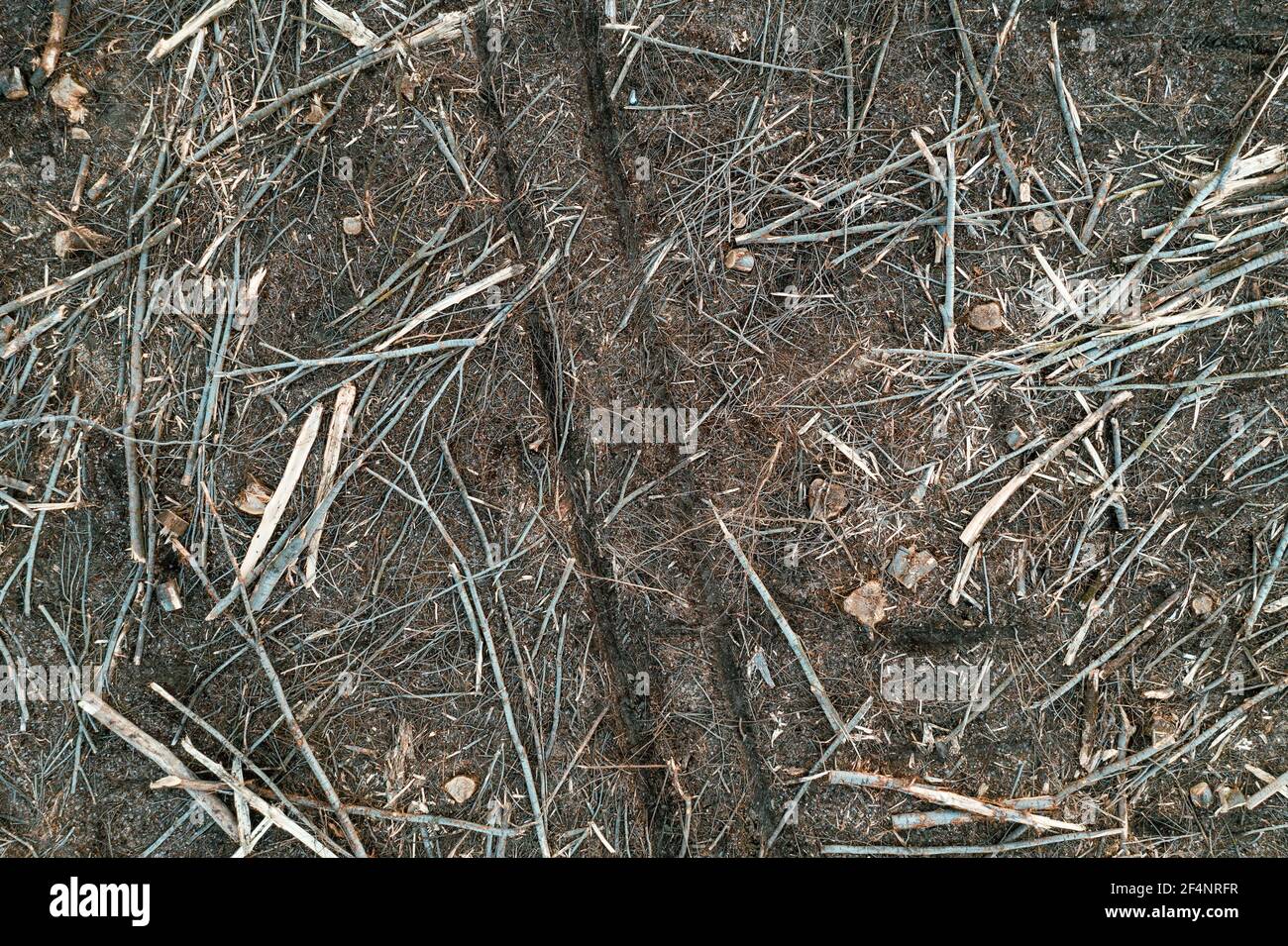 Aerial view of deforestation scenery, tree logs and stumps on the ...