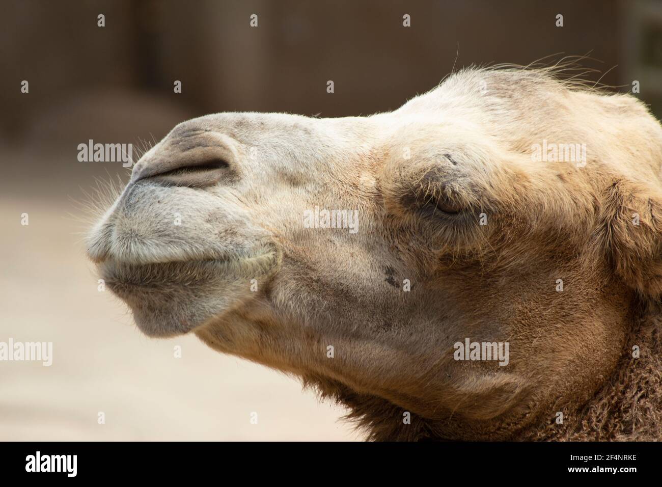 Camel head closeup. Camel portrait Stock Photo - Alamy