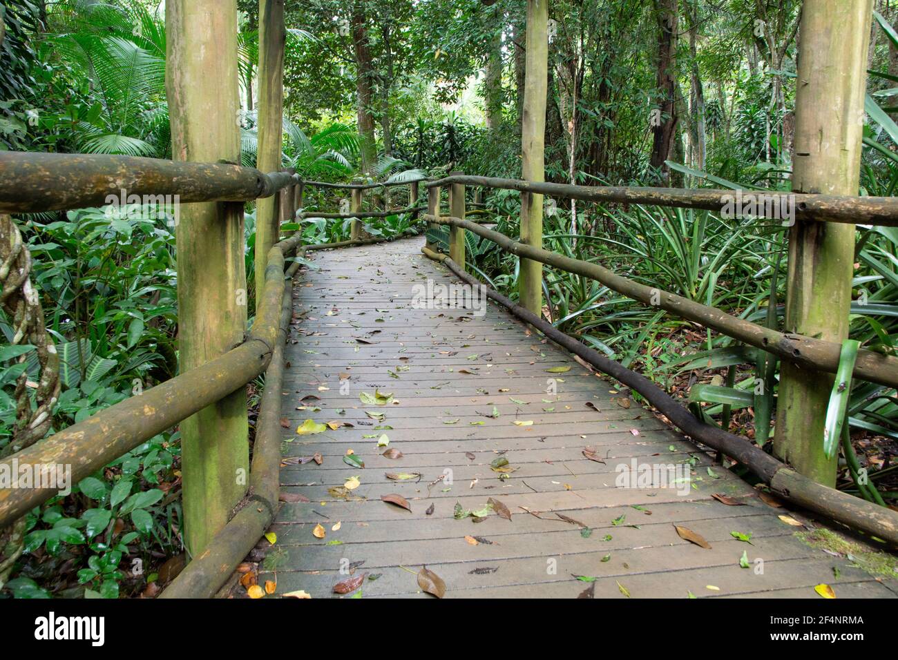 Wooden path through the rainforest in Brazil Stock Photo - Alamy