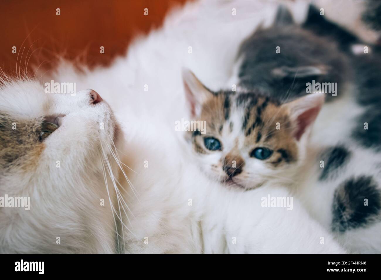 Fading kitten syndrome hi-res stock photography and images - Alamy