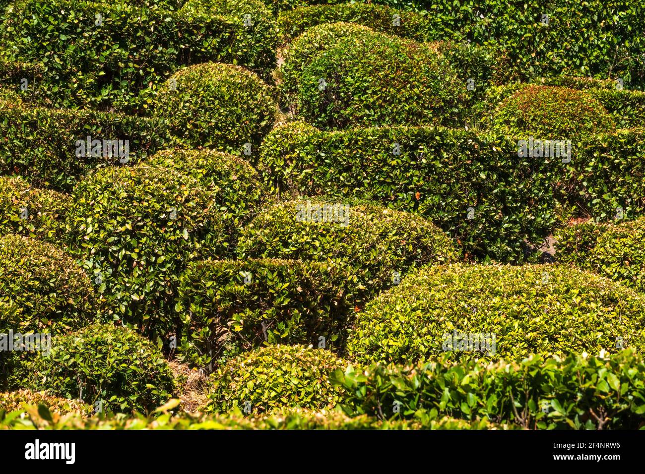 Neatly trimmed bushes in the summer or autumn park. Nature background ...