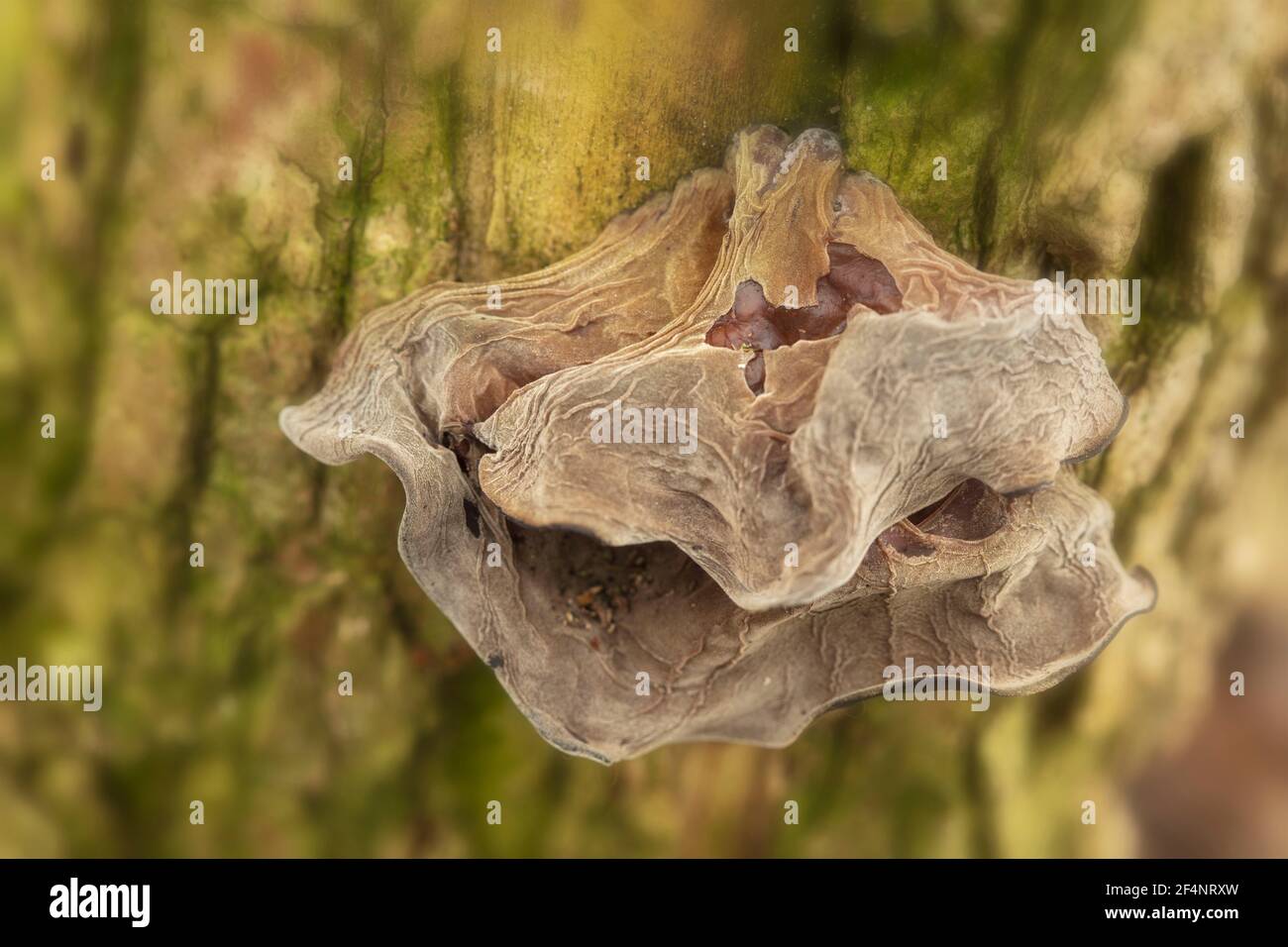 Auricularia auricula-judae, Judas's Ear, Jew's ear, jelly ear, edible ...