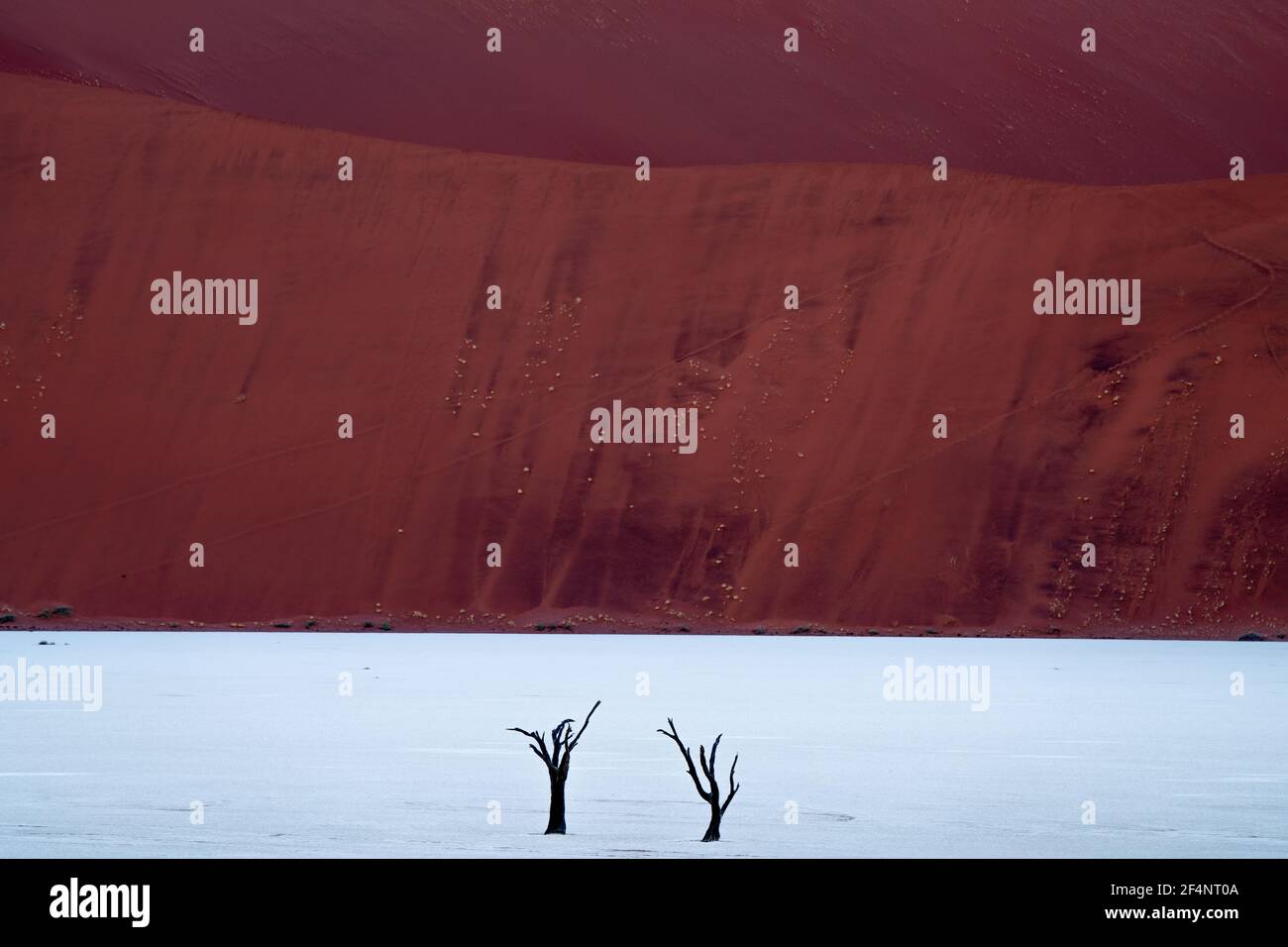 Skeleton tree in deadvlei hi-res stock photography and images - Alamy