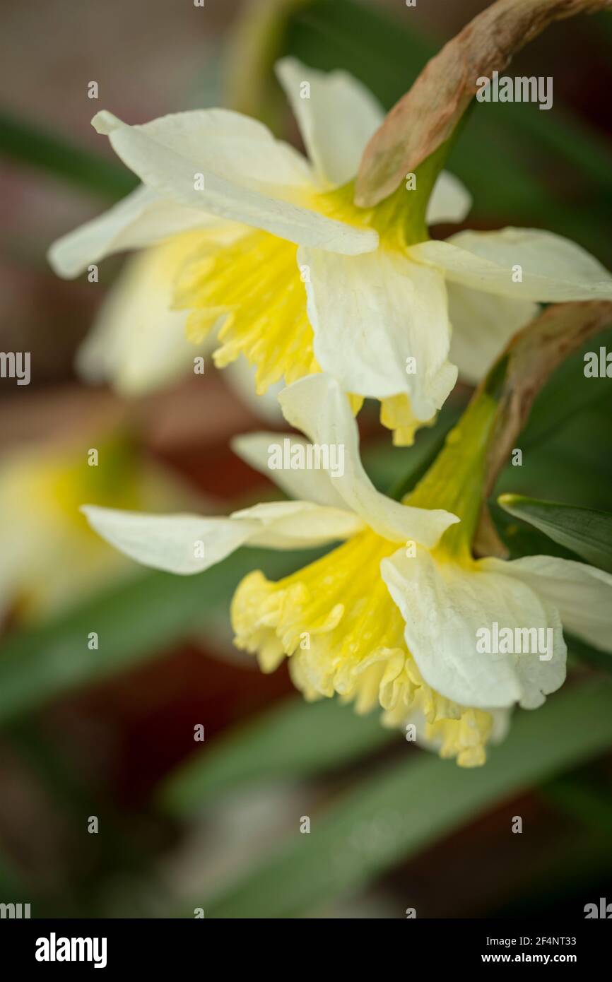 Radiant spring flowering daffodils blooming in an urban garden, good ...