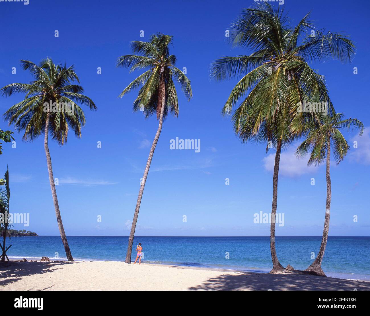 Tropical beach with palm trees, Grand Anse Bay, Grenada, Caribbean ...