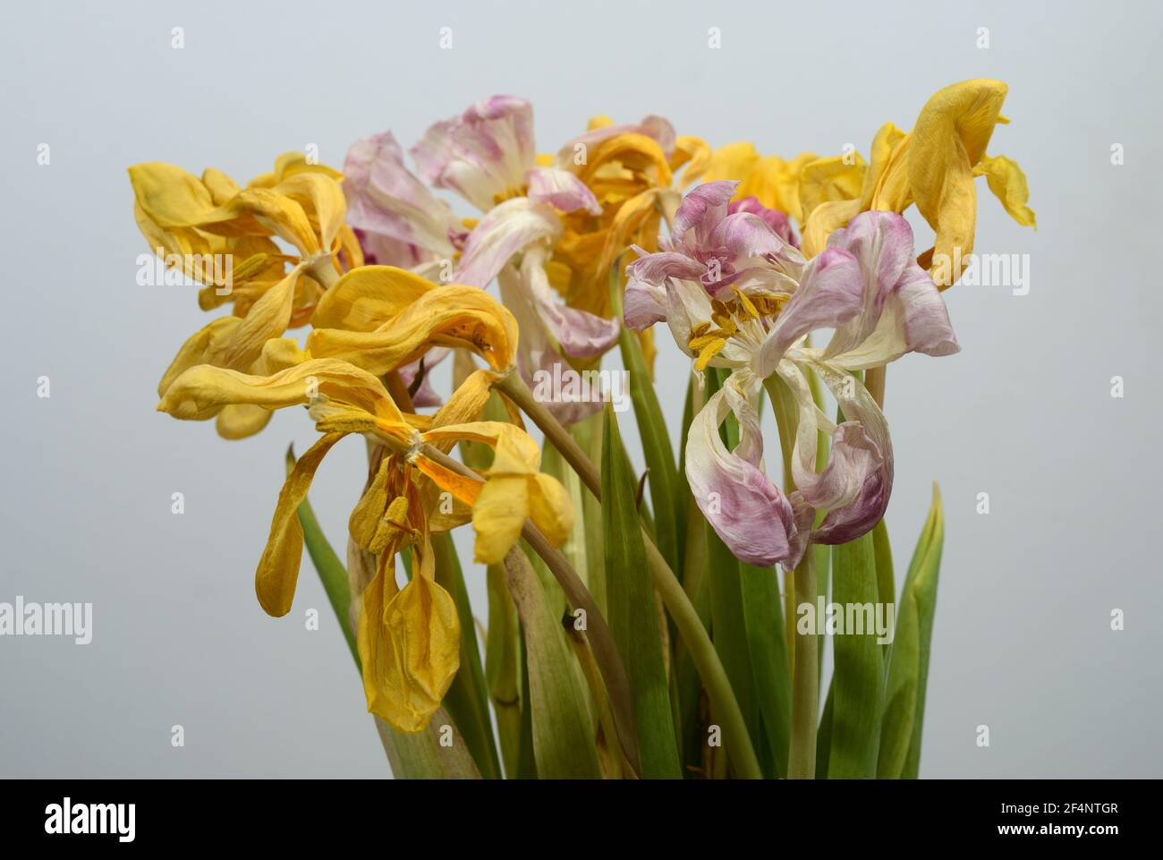 beautiful withered dry tulips on neutral background Stock Photo - Alamy