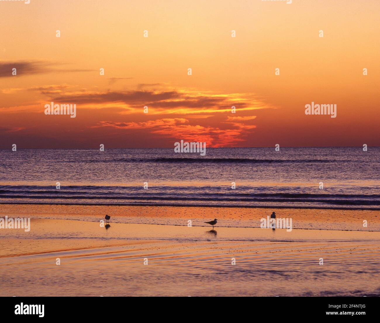 Florida beach birds hi-res stock photography and images - Alamy