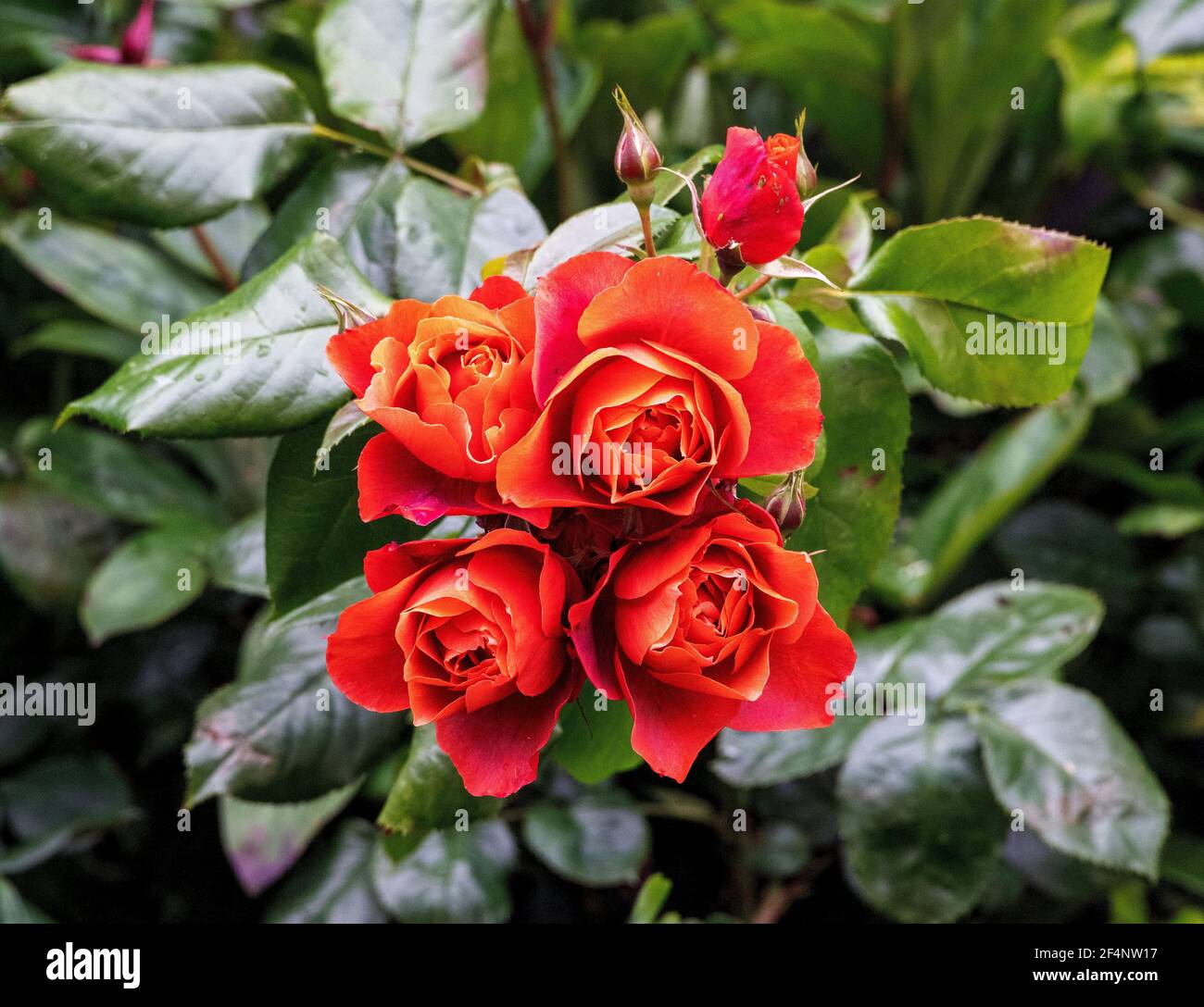 Red roses bunch hi-res stock photography and images - Alamy