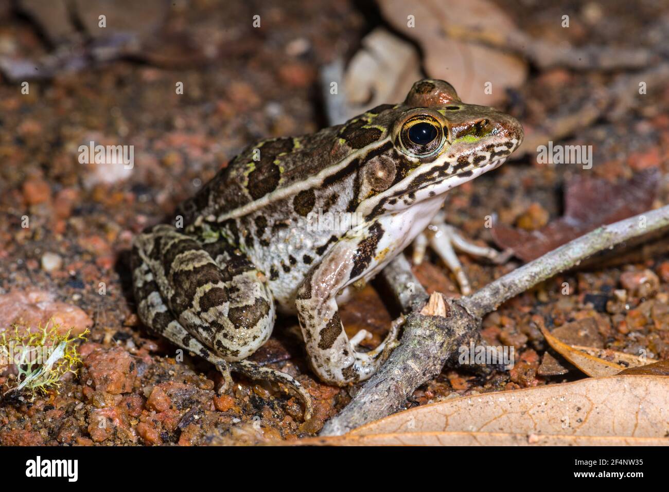 Southern Leopard Frog (Rana spenocephala Stock Photo - Alamy