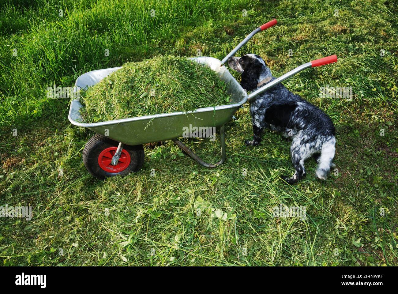 Wheelbarrow with the clippings hi-res stock photography and images - Alamy