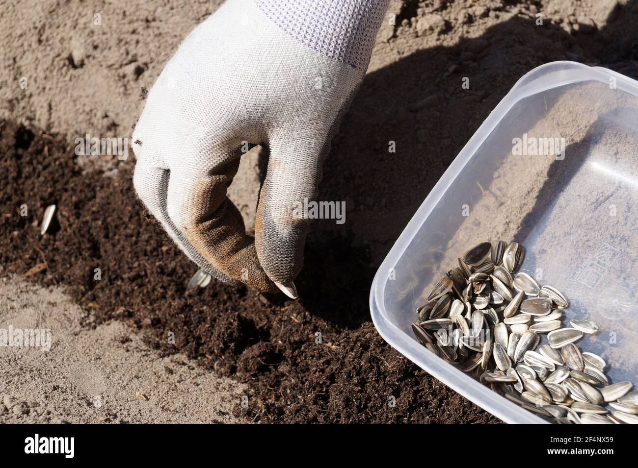 Sunflower seeds soil hi-res stock photography and images - Alamy