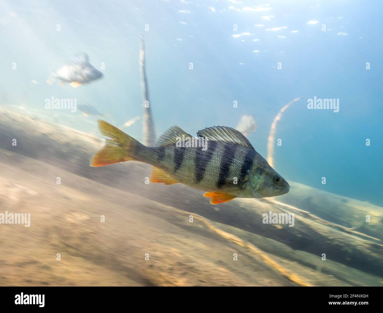 Perch in motion underwater Stock Photo - Alamy