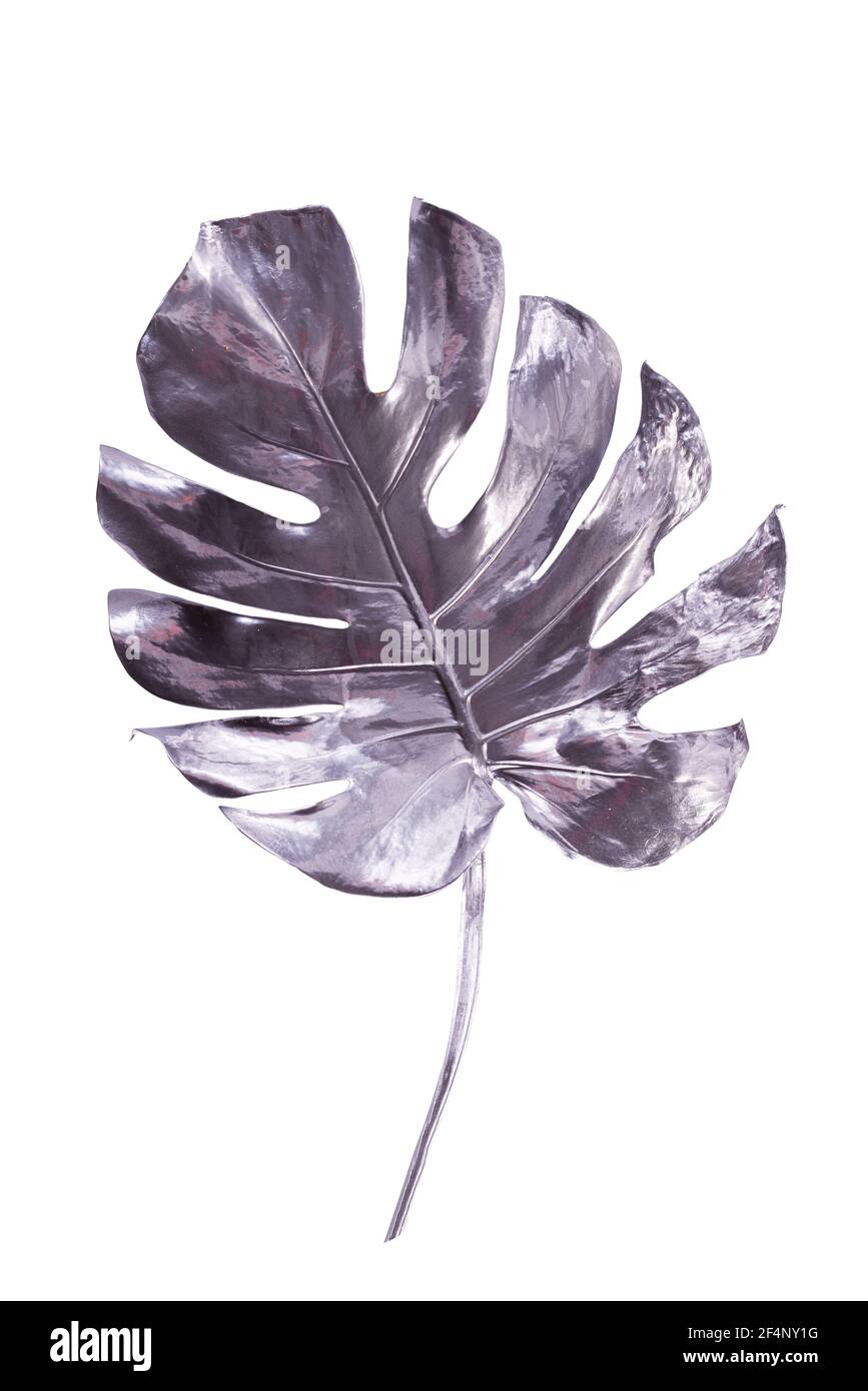 Silver monstera hi-res stock photography and images - Alamy