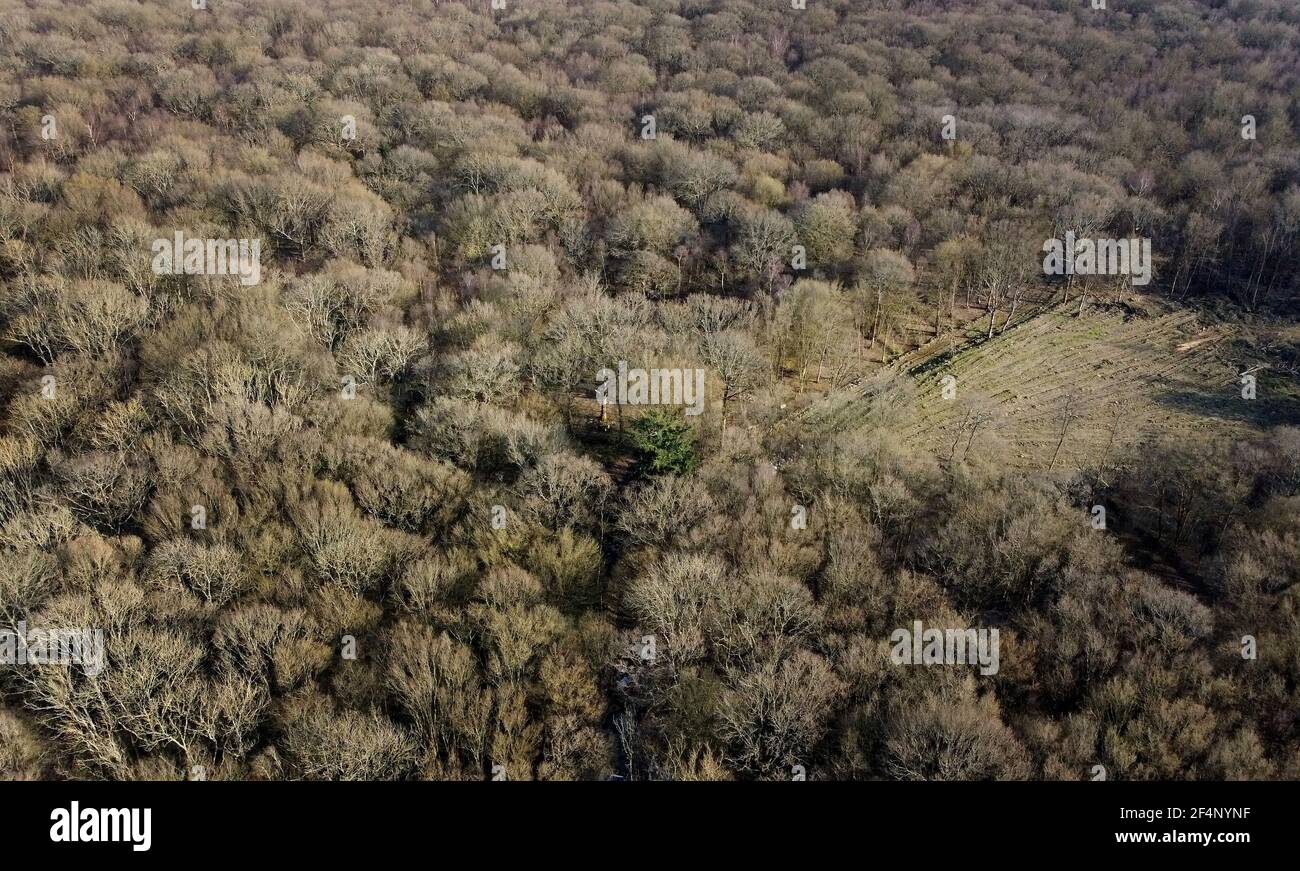 A view of Hoads Wood in Ashford, Kent, where the body of Sarah Everard ...