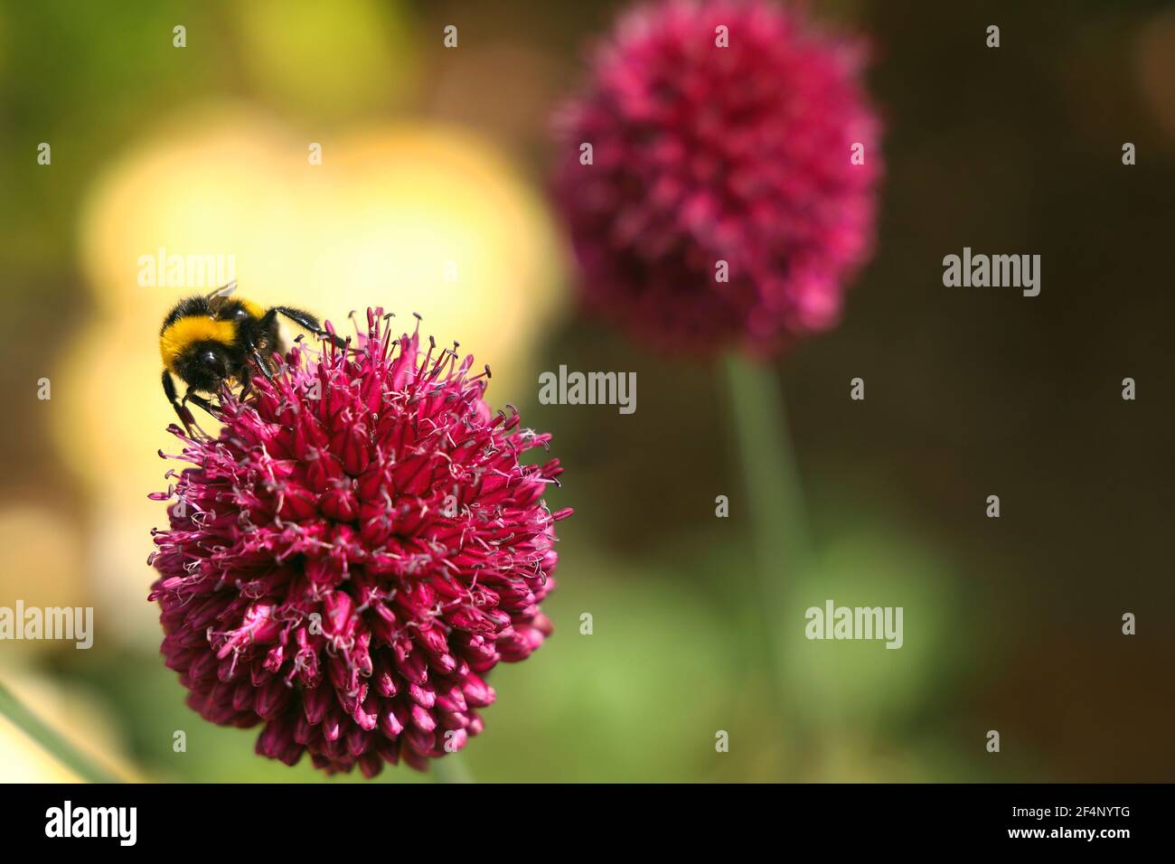 bumble bee on allium Stock Photo - Alamy
