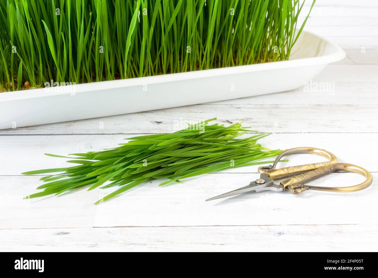 Wheatgrass leaf hi-res stock photography and images - Alamy