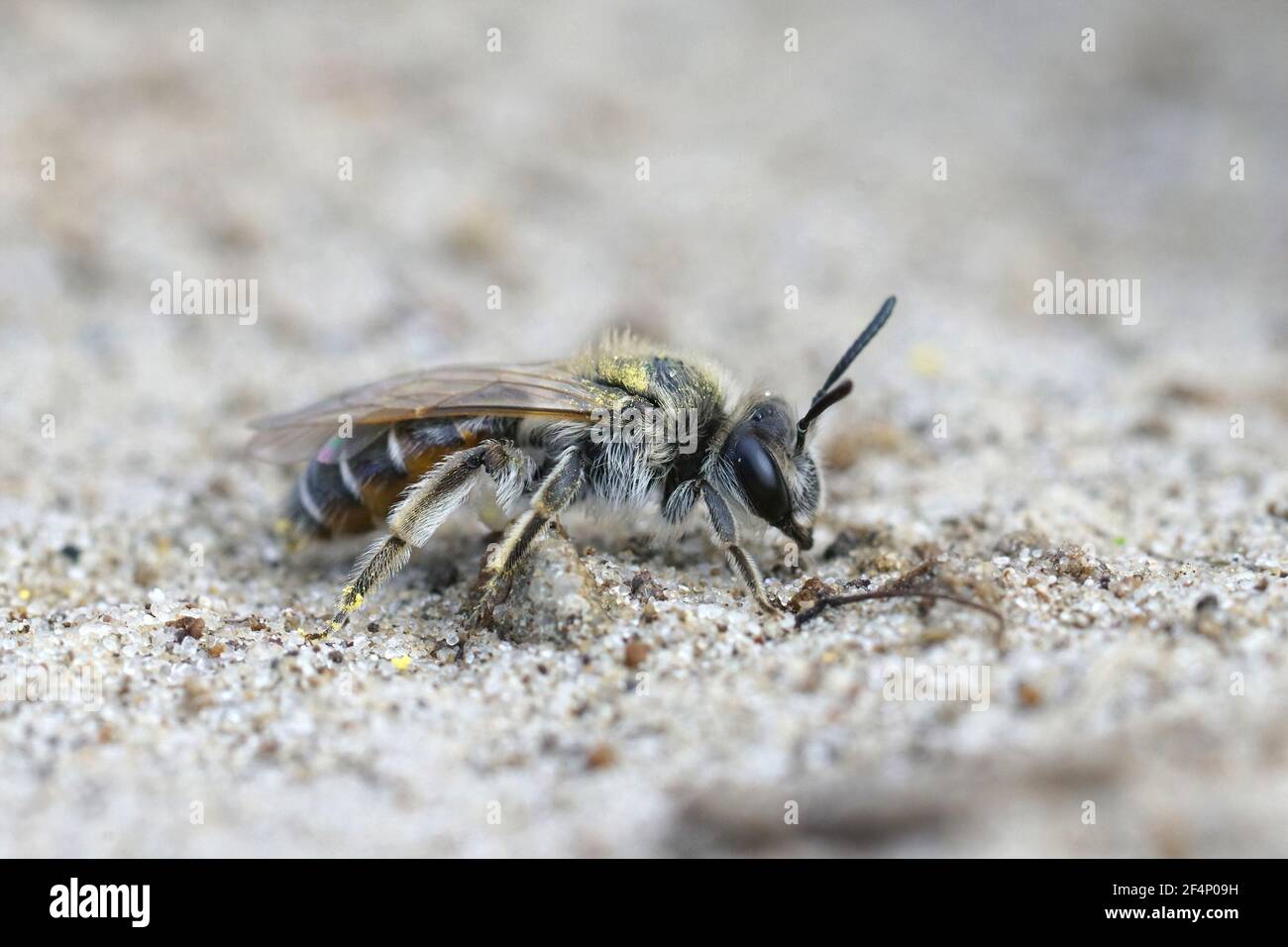 Closeup of a female of one of the smaller mining bees , the red Stock ...