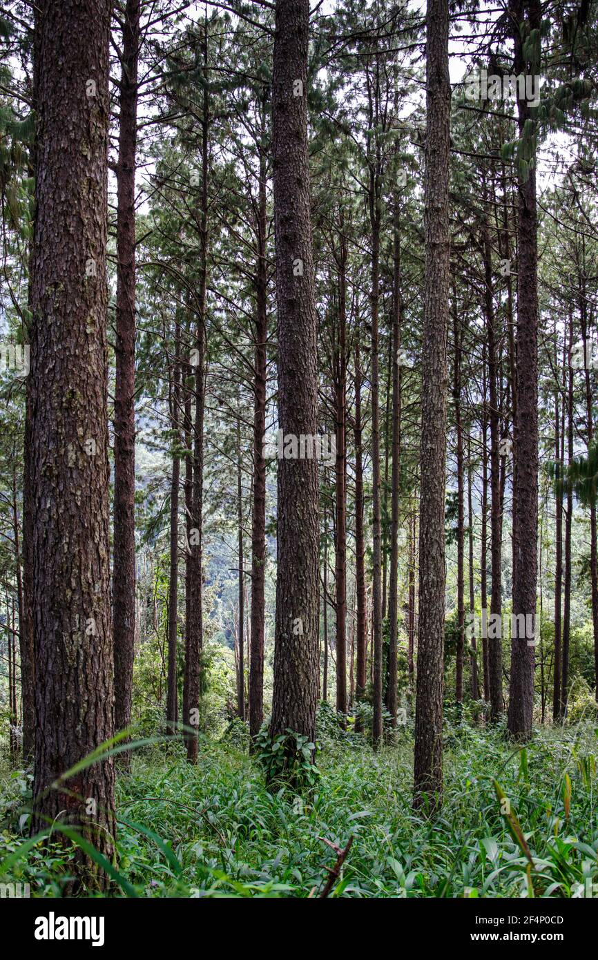 Vertical shot of high trees in a forest Stock Photo - Alamy