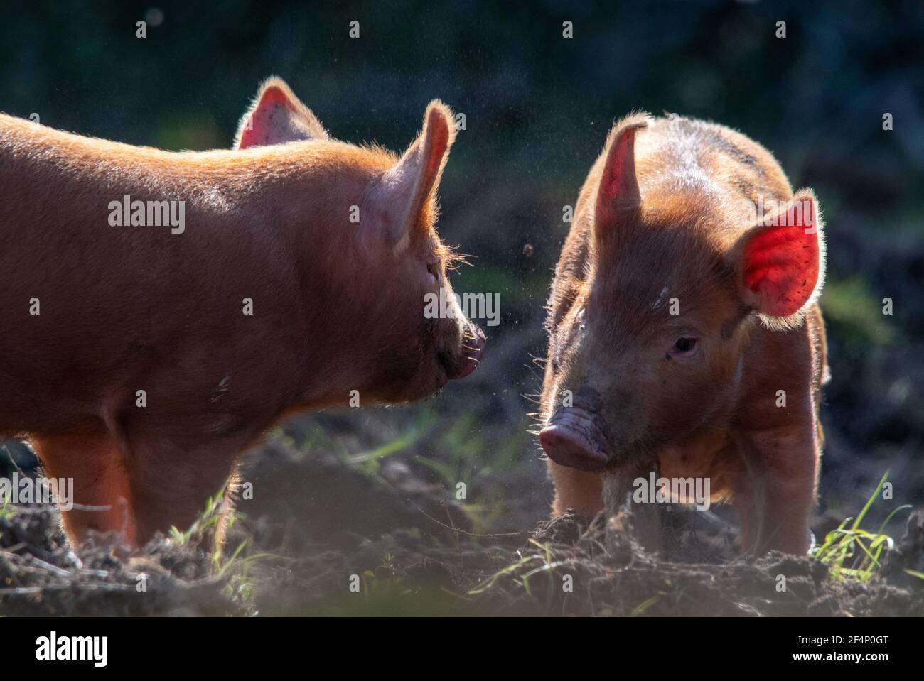 Tamworth piglets hi-res stock photography and images - Alamy