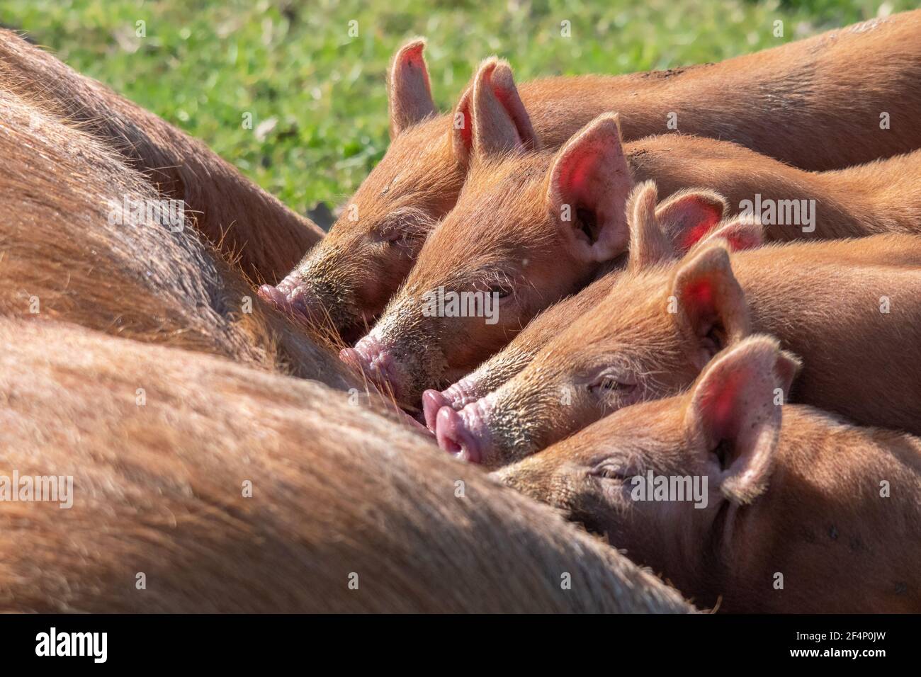 Baby pigs hi-res stock photography and images - Alamy