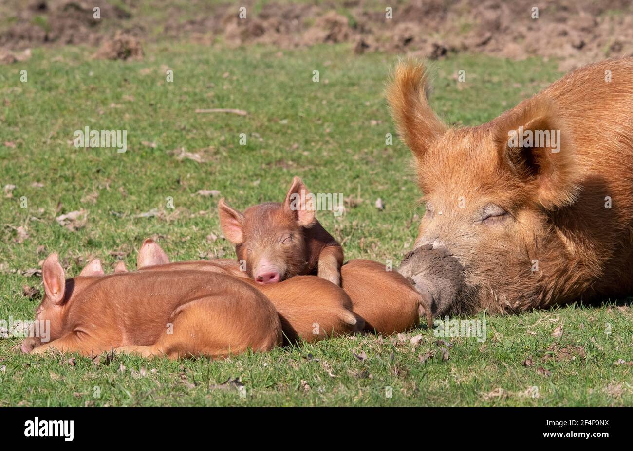 Tamworth Piglets High Resolution Stock Photography and Images - Alamy