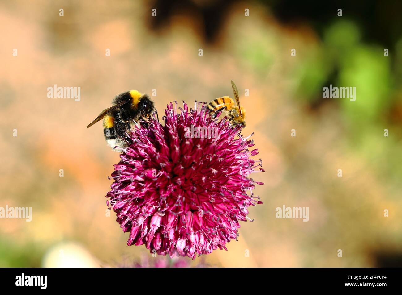 Bees on Allium Stock Photo - Alamy
