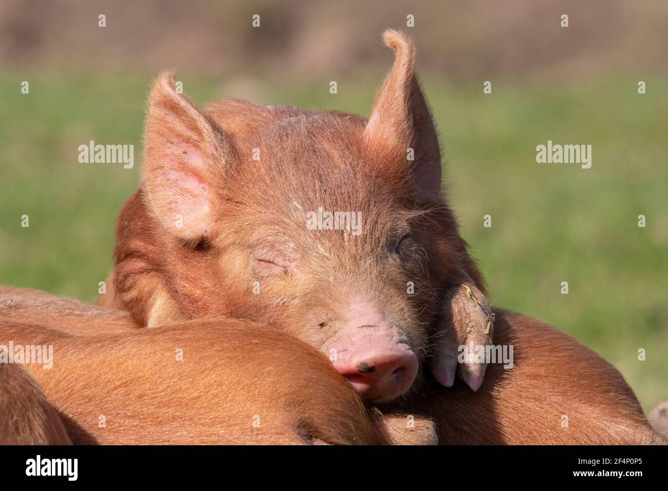 Cute baby piglets hi-res stock photography and images - Alamy