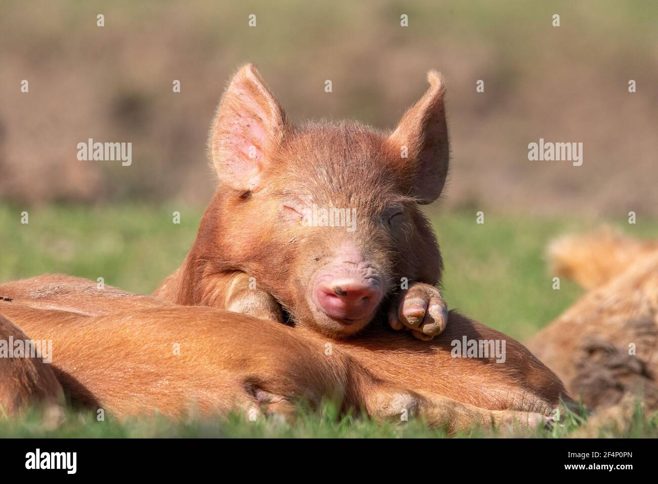 Knepp castle piglets hi-res stock photography and images - Alamy