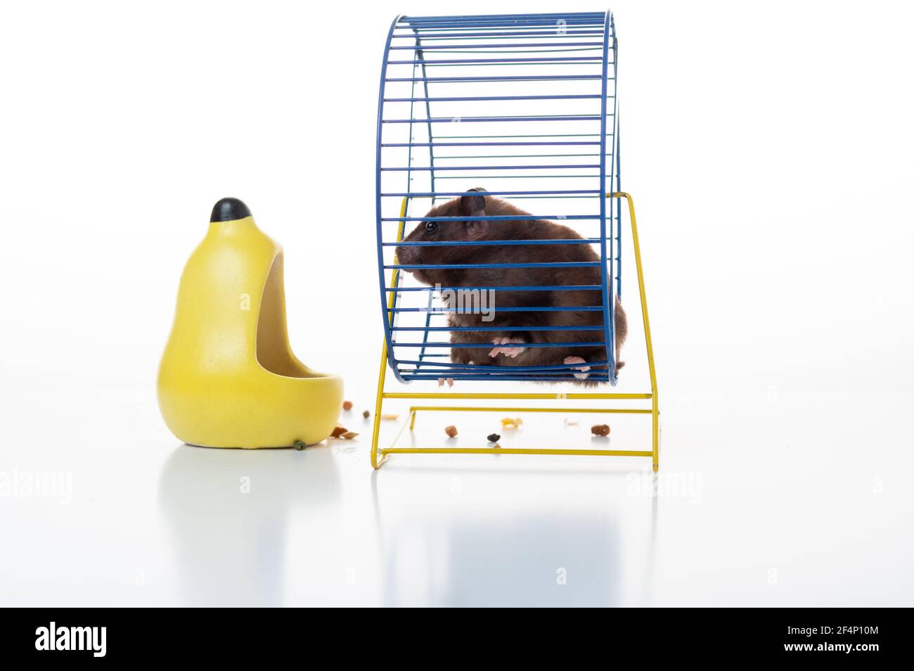 Domestic hamster sitting in a wheel. Hamster and iron wheel. Isolate ...