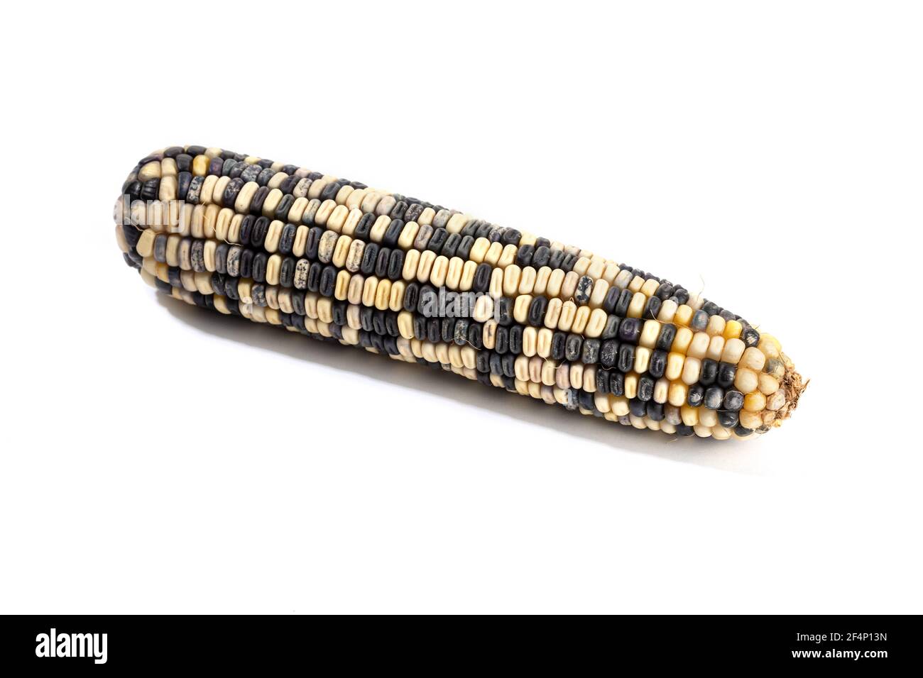 Cob of white and purple corn isolated on white background. Raw maize ...