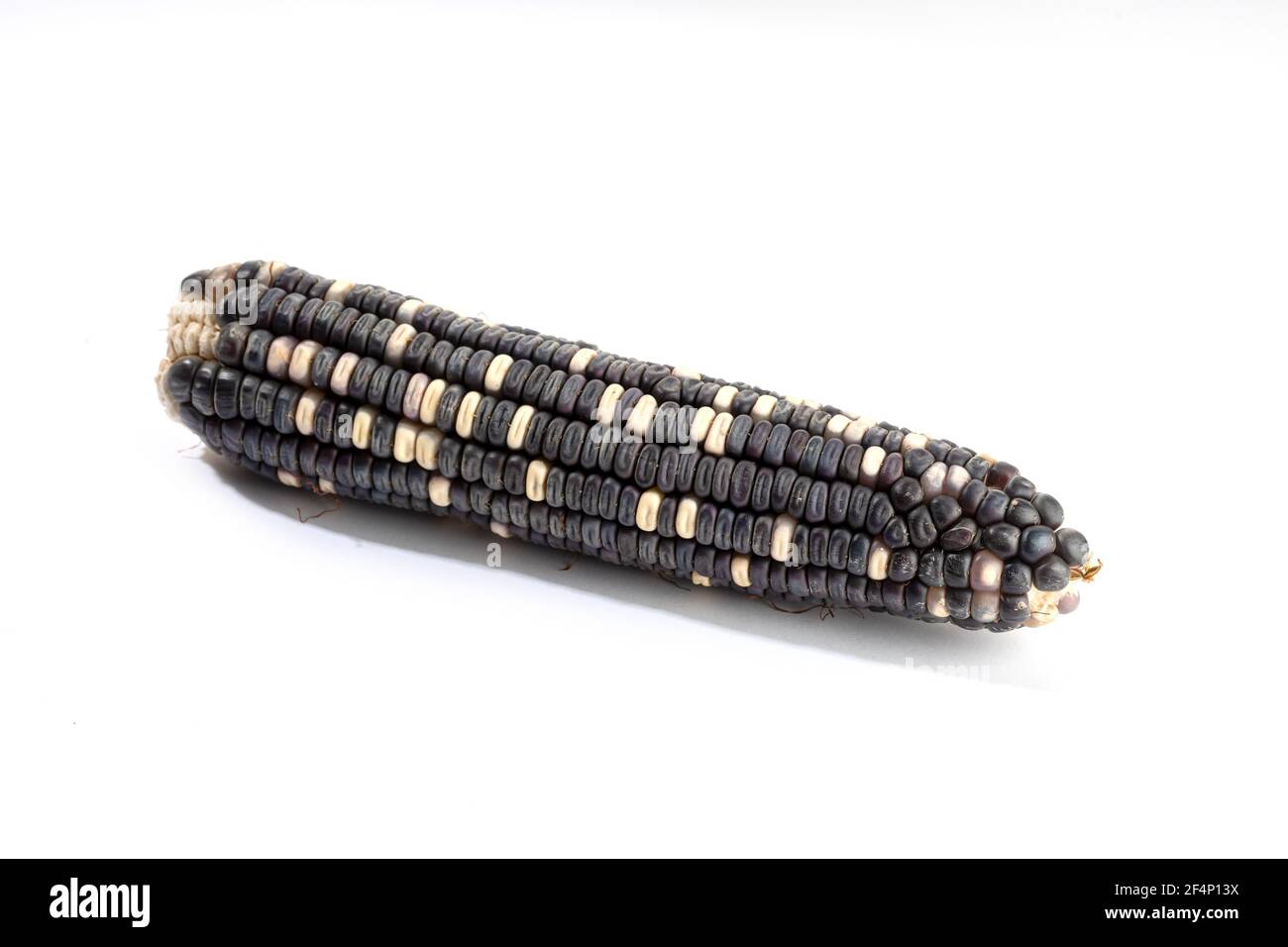 Cob of white and purple corn isolated on white background. Raw maize ...