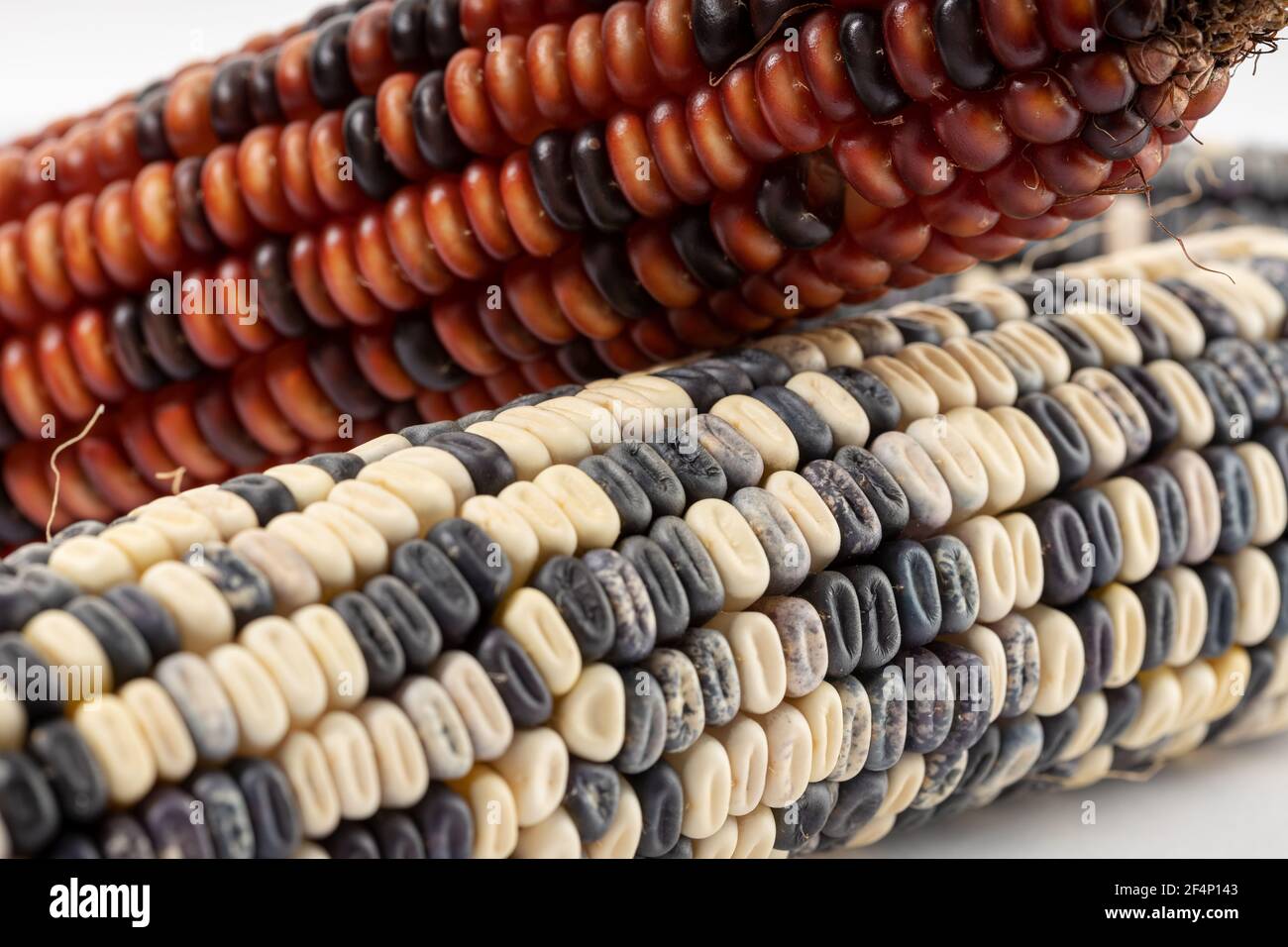 White maize seed hi-res stock photography and images - Alamy