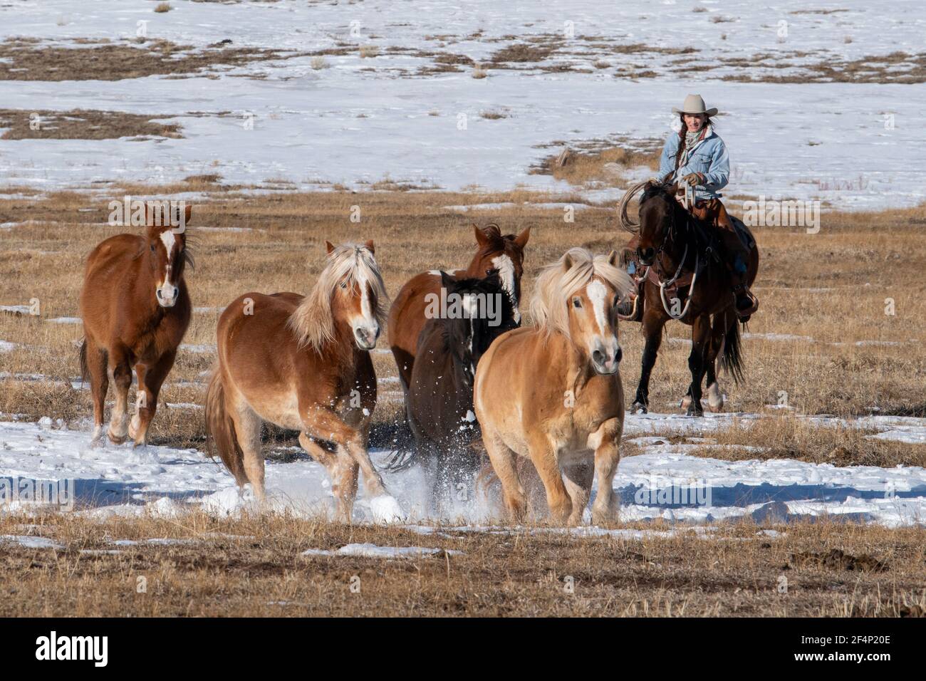 USA, Colorado, Westcliffe, Music Meadows Ranch. Female ranch hand ...