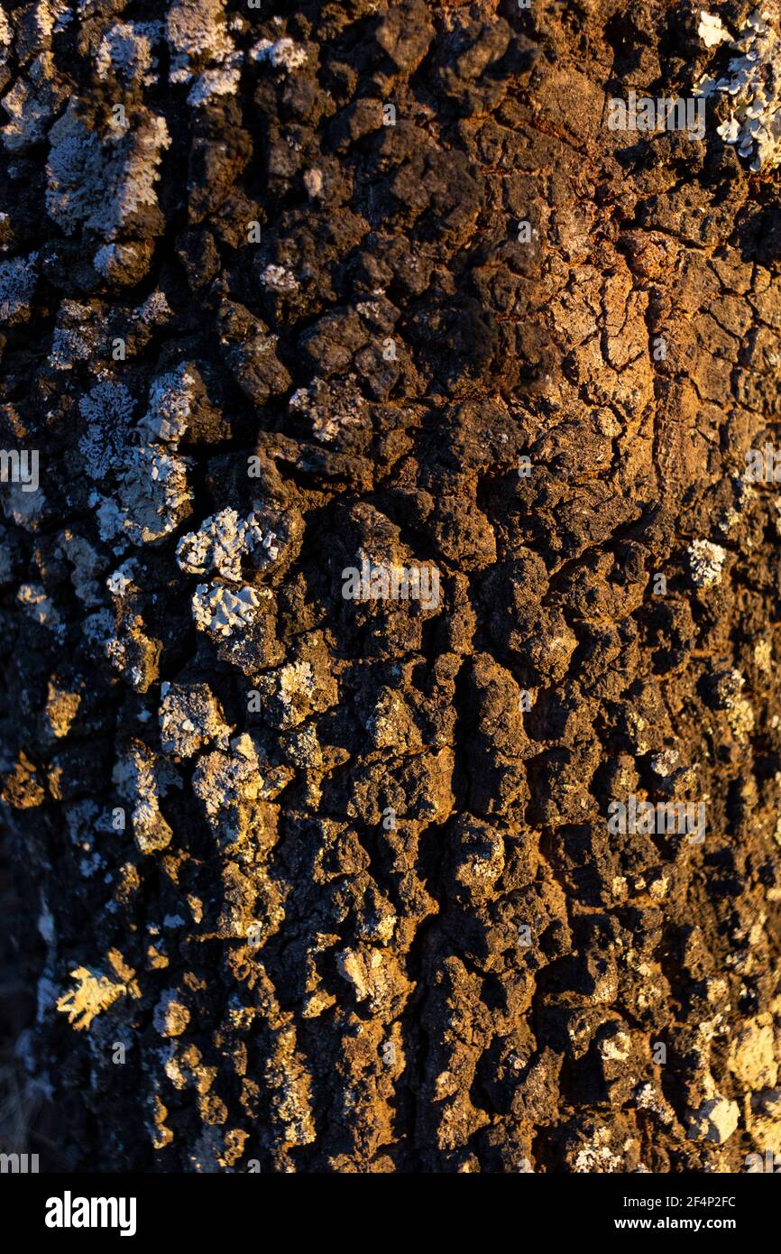 Acorn tree bark, holm oak, with moss in southern Andalusia, Spain Stock ...