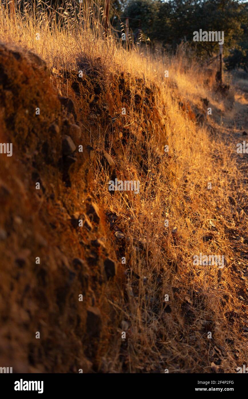 Dry land vegetation hi-res stock photography and images - Alamy