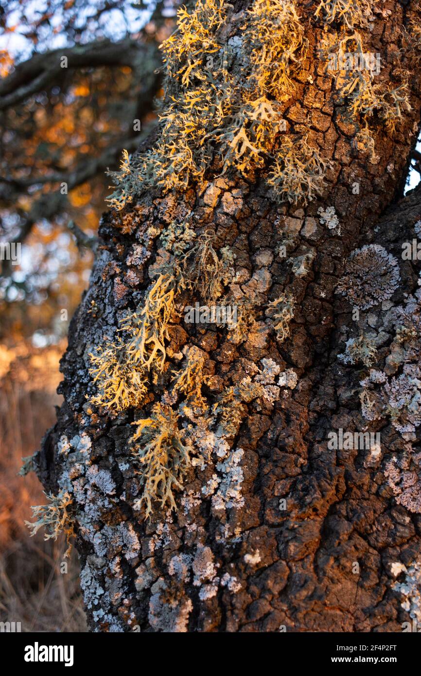 Acorn tree bark, holm oak, with moss in southern Andalusia, Spain Stock ...