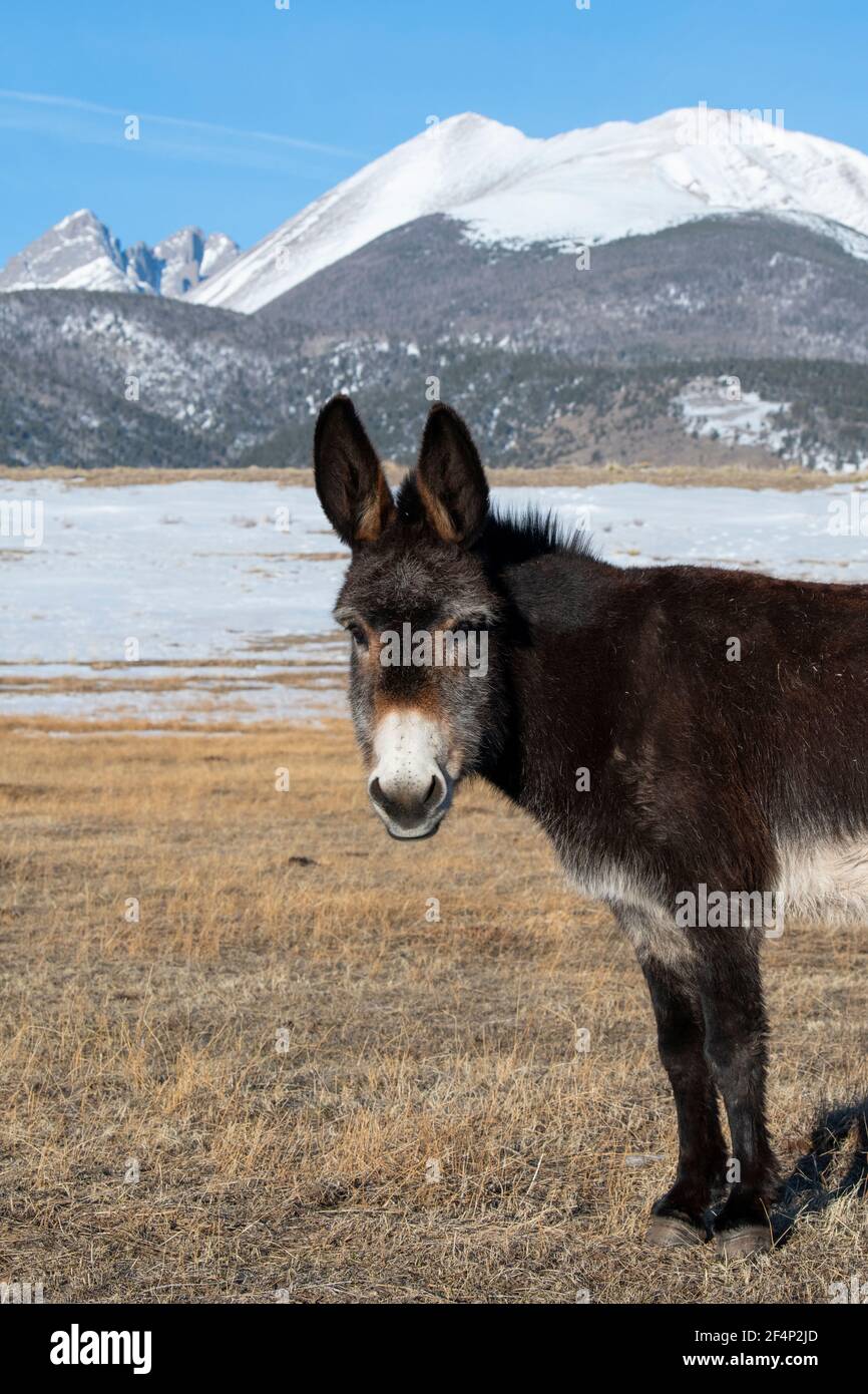 Colorado, Westcliffe, Music Meadows Ranch. Cute old ranch donkey with ...