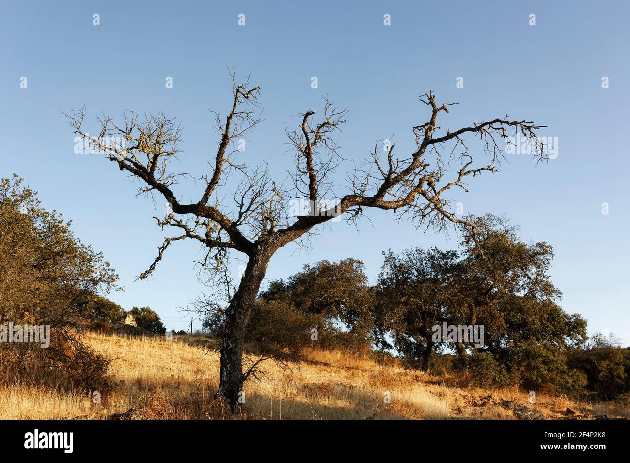 Dead acorn tree in a field of a village in Andalusia southern Spain ...