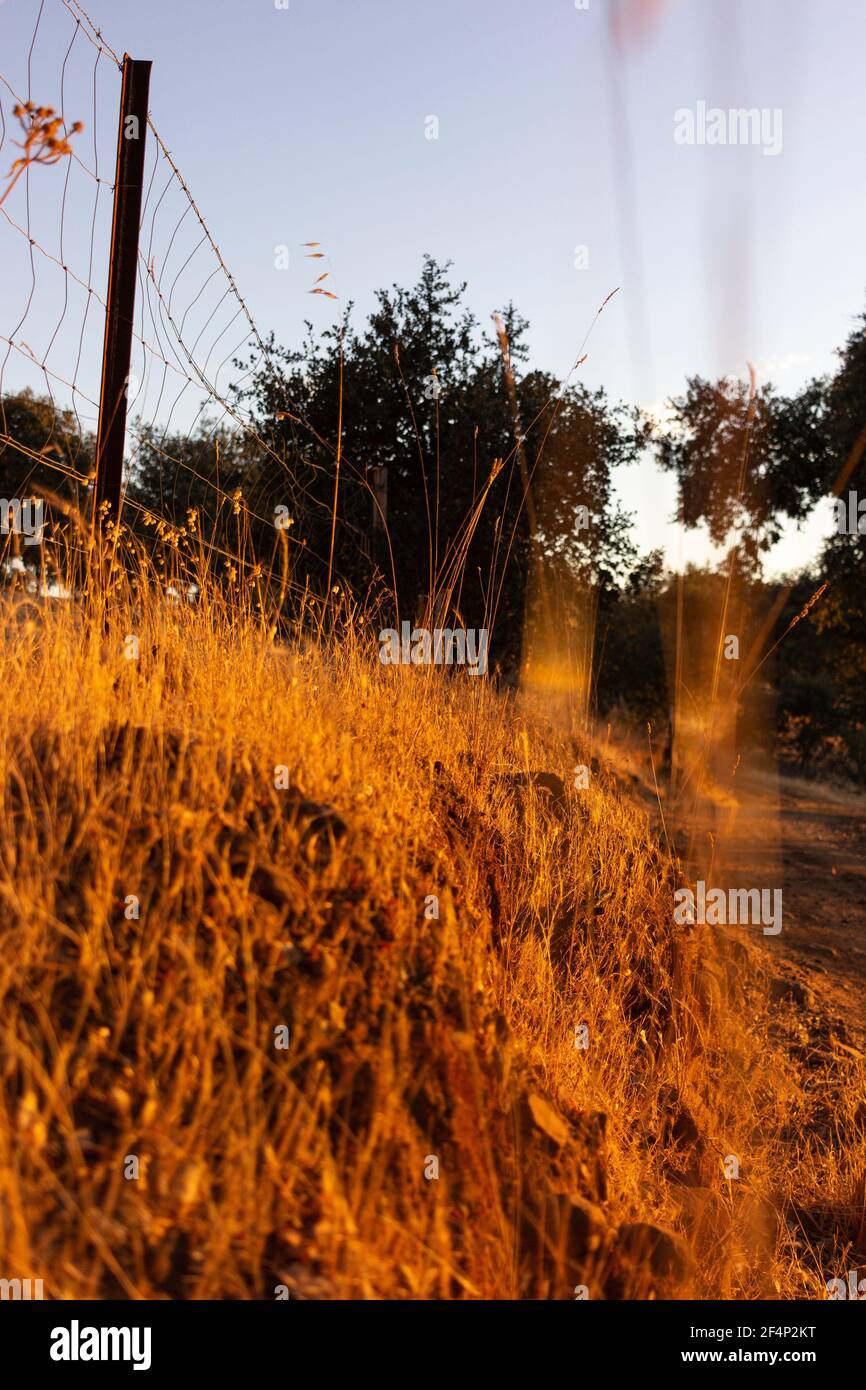 Dry land with vegetation in the golden hour in the countryside of a ...