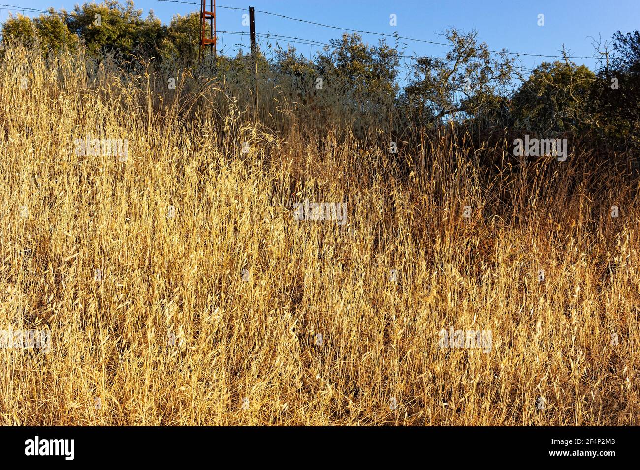 Cereal field of a village in Andalusia in southern Spain Stock Photo ...