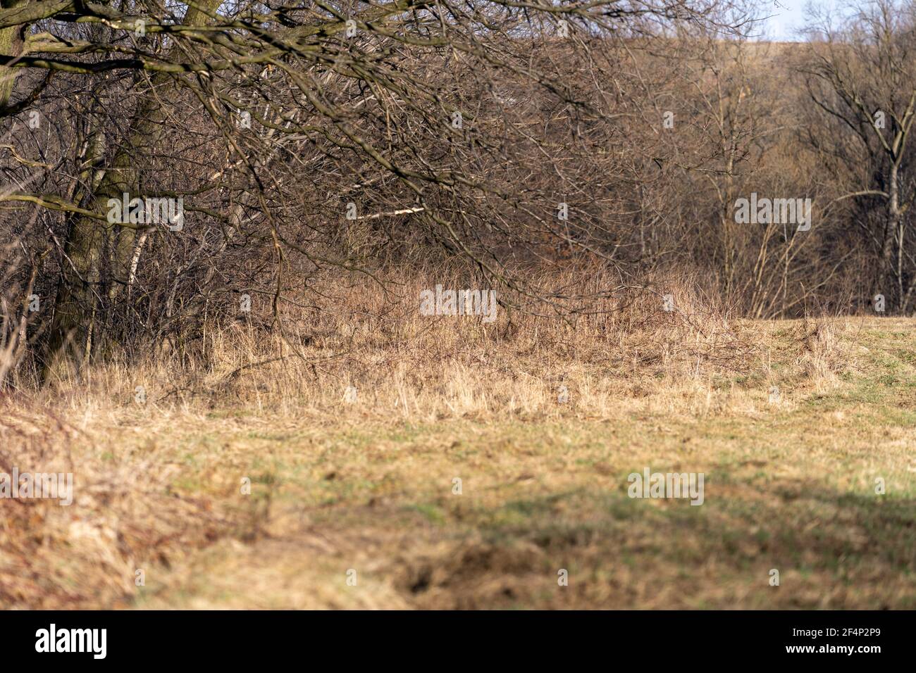 Small grove of trees in a field hi-res stock photography and images - Alamy