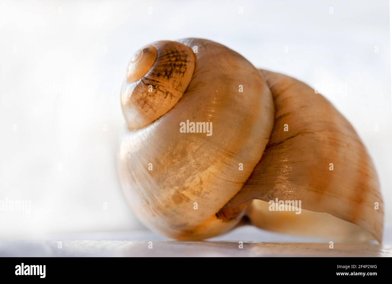 a small seashell, spiral-shaped. With a golden hue. On a light ...