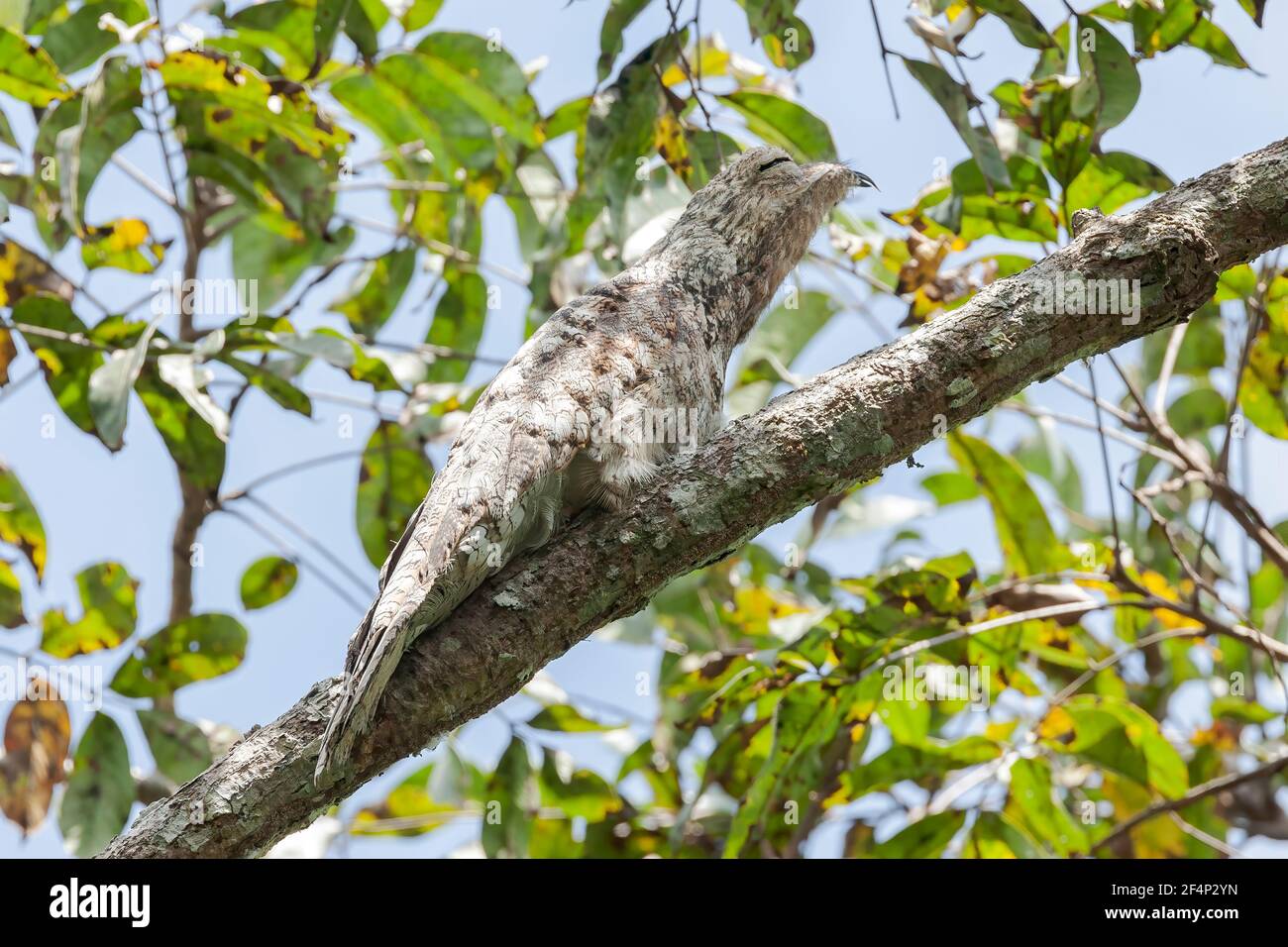 Watching wild birds roosting in trees hi-res stock photography and ...