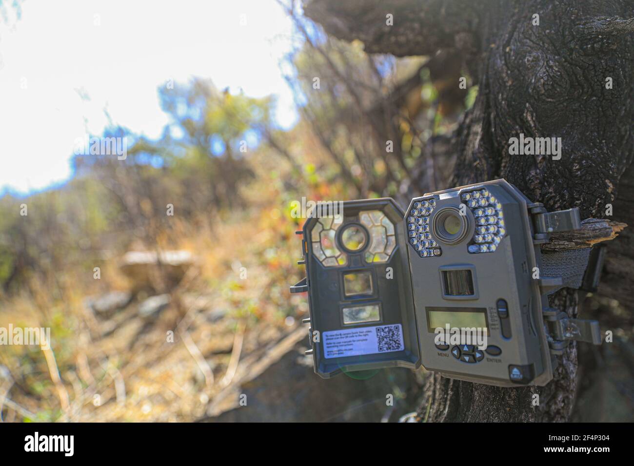 Camera trap to capture fauna and wildlife, placed in the trunk of a ...