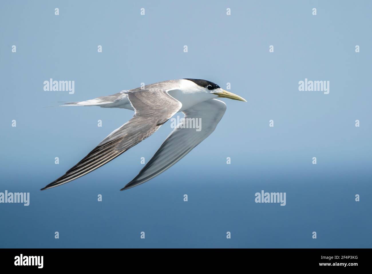 great crested tern, Thalasseus bergii, adult flying over ocean ...