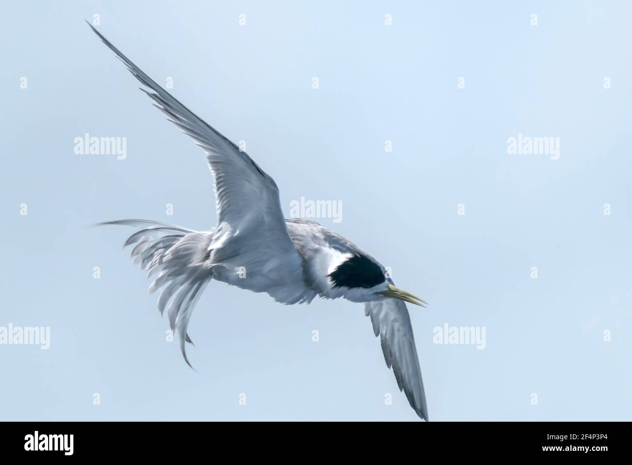 great crested tern, Thalasseus bergii, adult flying over ocean ...