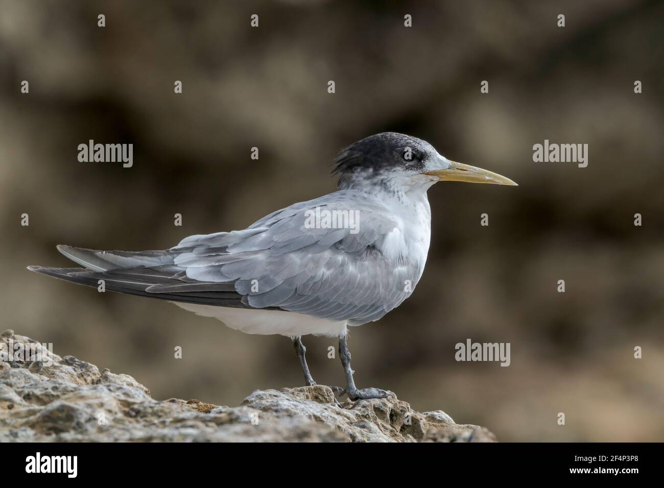 Juvenile Crested Tern High Resolution Stock Photography and Images - Alamy