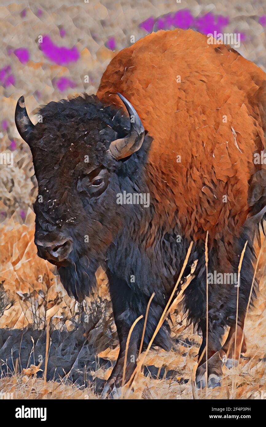 North America, Wyoming, Yellowstone National Park, Lamar Valley ...