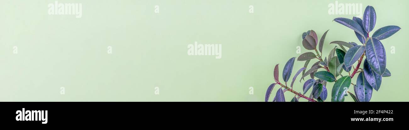 Ficus resilient rubber tree cultivar Melanie plants on a light green ...